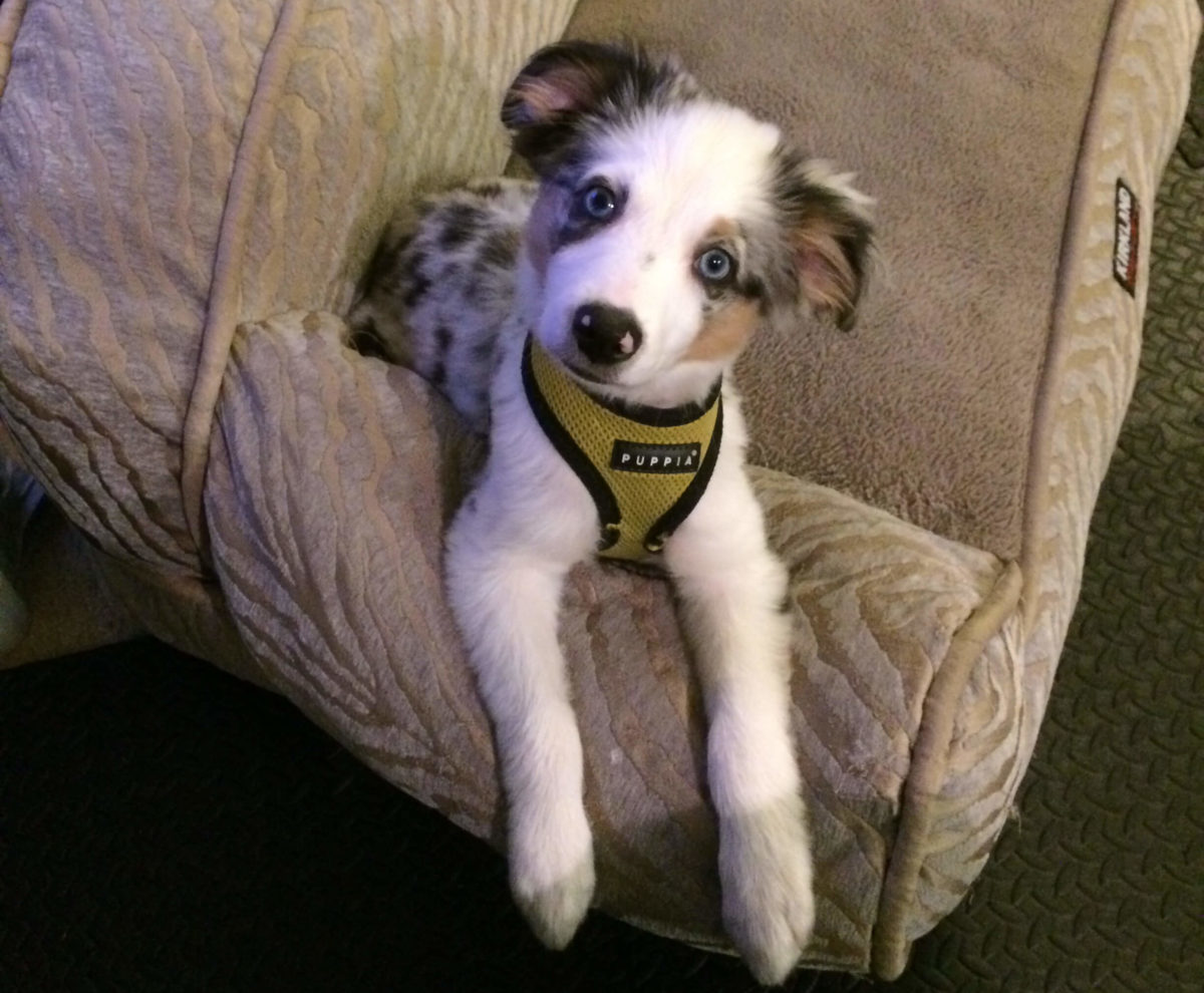 Private Sessions - Pam 4 Paws